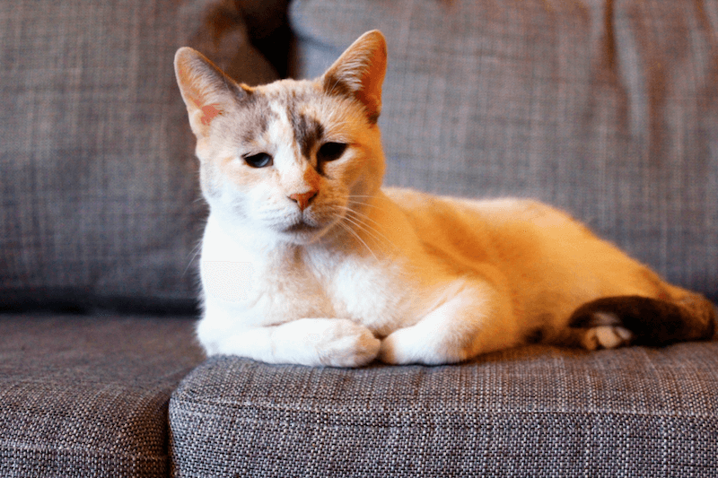 Shelf-Love: Thea Lim | Penguin Random House Canada